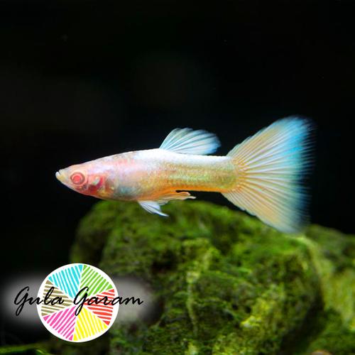 Jual Guppy AFP Albino Jantan Full Platinum Ikan Hias Aquascape Hiasan Aquarium - Jakarta Barat ...