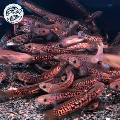 Jual Channa Asiatica Rsp Kalimaya 7-8 cm - Kota Bekasi - bang_reg ...