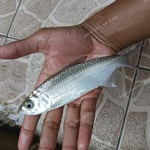 Jual ikan tarpon asia pacific besar / ikan bulan bulan / ikan tarpon ...