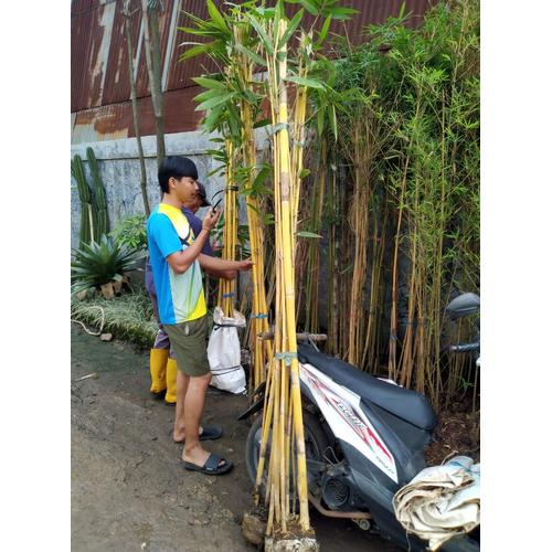 Jual bambu kuning | tanaman pagar | tanaman minimalis - Jakarta Selatan ...