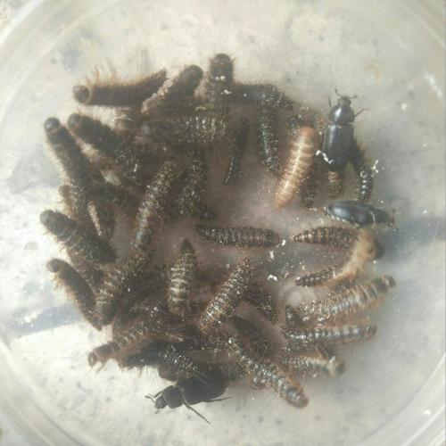 Jual 300 Larva Kumbang Dermested (Pemakan Daging) - Kota Surakarta ...