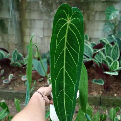 Jual anthurium warocqueanum dark form - 02 - zps - Jakarta Barat ...