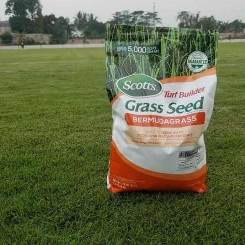 Jual 10.000 Benih Bibit/ 100 GRAM Rumput Jepang Bermuda Grass Seed ...