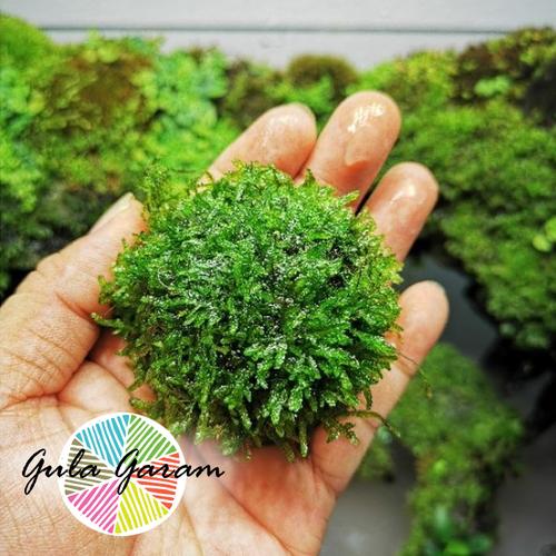 Jual Java Moss Ball (M) Tanaman Air Hidup Hiasan Aquascape Aquarium ...