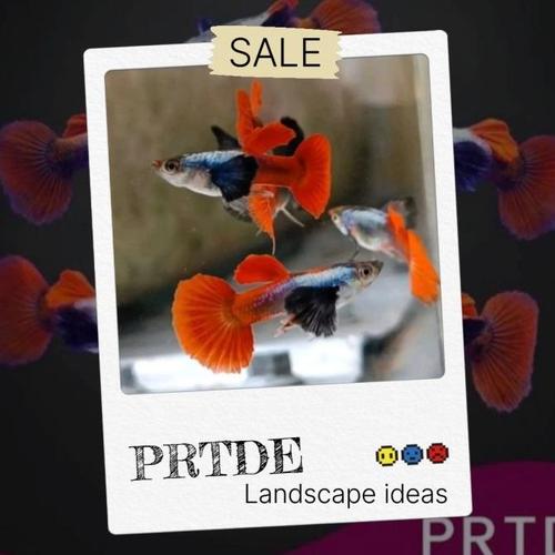 Jual ikan hias guppy platinum red tail dumbo ear PRTDE - Kab. Tegal - ATALASTT | Tokopedia