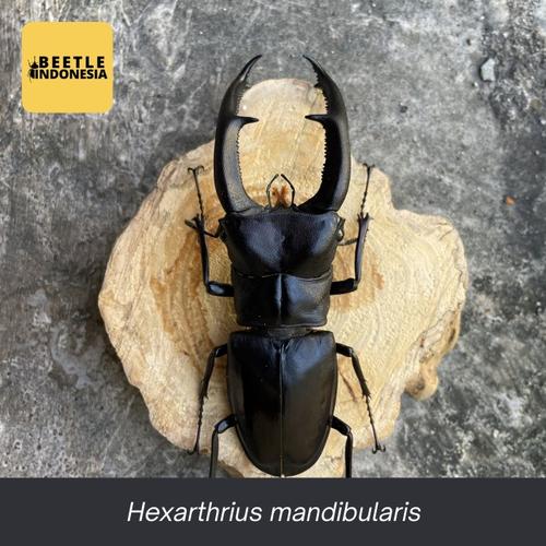Jual Awetan serangga kumbang capit eksotis H. Mandibularis - Kab ...