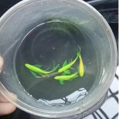 Jual ikan zebra danio hijau slayer - Kab. Badung - Yoga aquatic_NEW ...