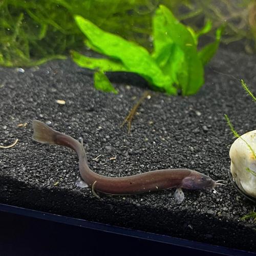 Jual ikan hias air tawar Black Kuhli loach hiasan aquascape aquarium ...