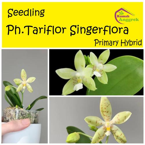 Jual Seedling Phalaenopsis Tariflor Singerflora primary hybrid anggrek ...