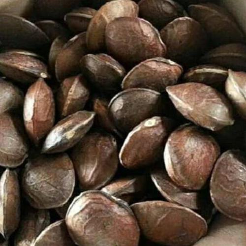 Jual Benih Tanaman Rekomendasi Benih /Bibiit Kacang Biji Sacha Inchi ...