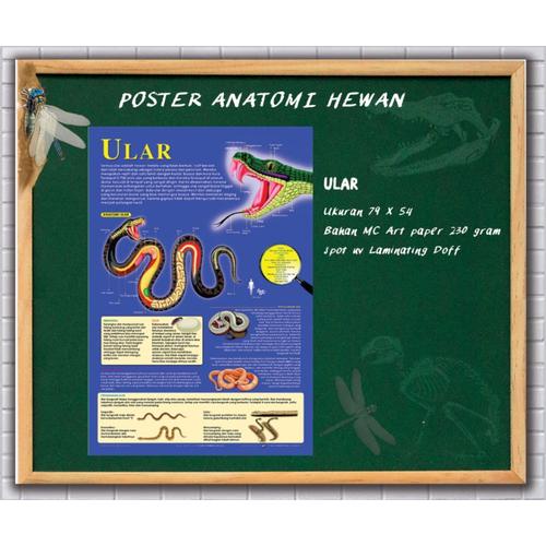 Jual Poster Anatomi Hewan (Ular) - Jakarta Selatan - Sarana Peraga ...