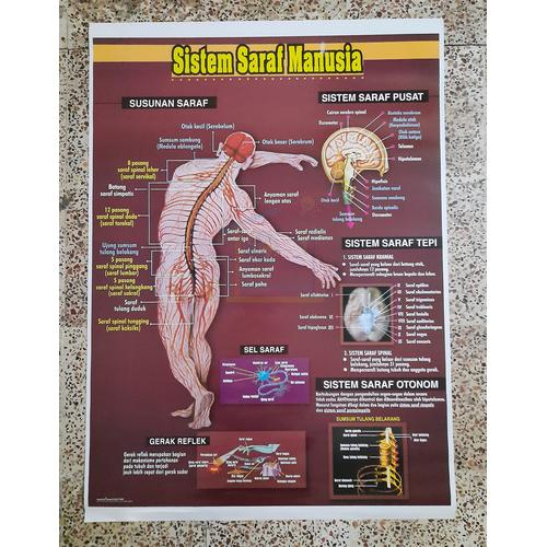 Jual Poster Sistem Saraf Manusia - Jakarta Selatan - Sarana Peraga ...