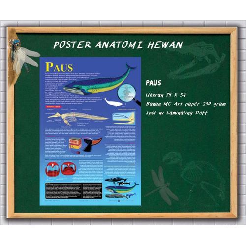 Jual Poster Anatomi Hewan (Paus) - Jakarta Selatan - Rumah Peraga ...