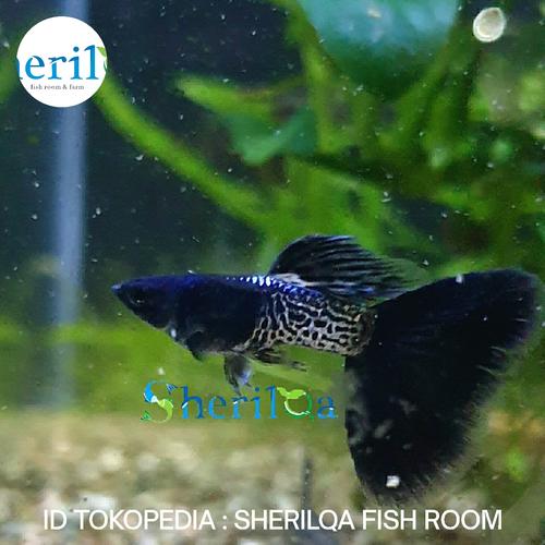 Jual Guppy Metal Snake Skin Blue Tail - Kota Bandung - Sherilqa Fish Room | Tokopedia