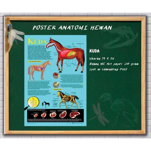 Jual Poster Anatomi Hewan (Kuda) - Jakarta Selatan - Rumah Peraga ...