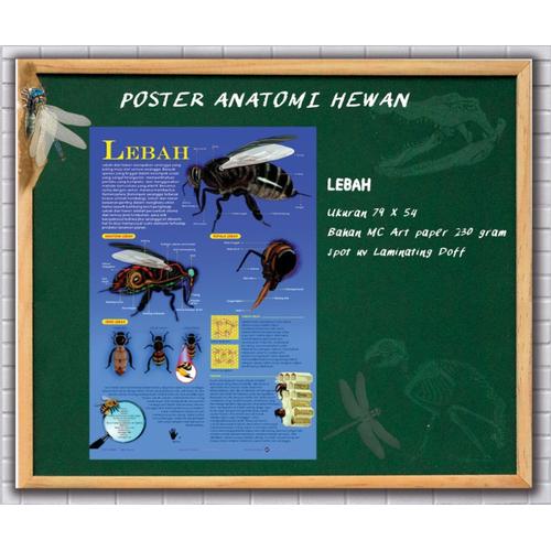 Jual Poster Anatomi Hewan (Lebah) - Jakarta Selatan - Sarana Peraga ...