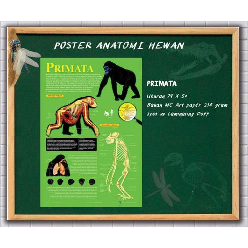 Jual Poster Anatomi Hewan (Primata) - Jakarta Selatan - Sarana Peraga ...