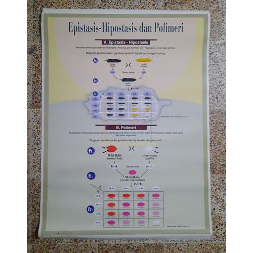 Jual Poster Epistasis-Hipostasis dan Polimeri - Jakarta Selatan ...