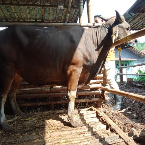 Jual Sapi Bali +-250 kg Qurban - Kurbanpedia - Jakarta Barat ...