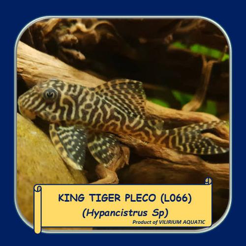 Promo IKAN HIAS AIR TAWAR - SAPU SAPU KING TIGER / KING TIGER PLECO ...