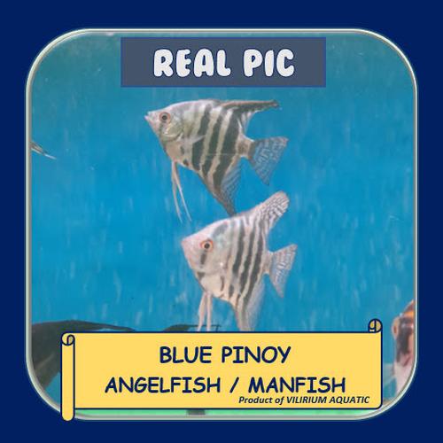 Jual IKAN HIAS AIR TAWAR - ANGELFISH BLUE PINOY / MANFISH BLUE PINOY ...