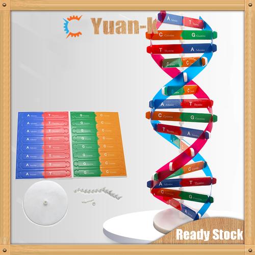 Jual Model DNA / Model Double Helix DNA / Deoxyribonucleic Acid Model ...