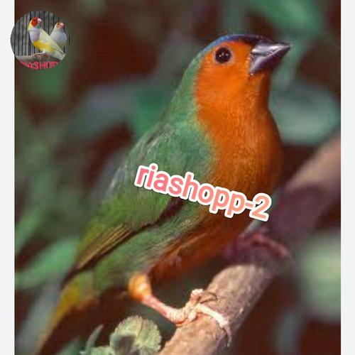 Jual burung bamboo Finch sepasang dewasa mewah aviary sultan - Jakarta Timur - riashopp-2 ...