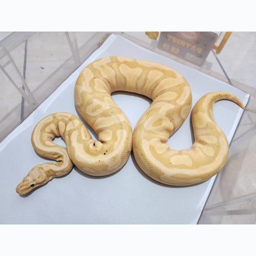Jual Ball Python Banana Firefly Enchi het Clown Female Adult - Kab ...