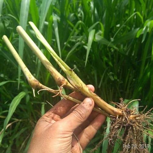 Jual - ( 100 GRAM ) BENIH RUMPUT MOMBACA | RUMPUT BENGGALA "" - Jakarta ...