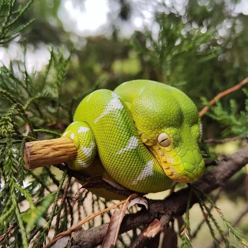 Jual Animal Heavenly Body - Resin Animal Emerald Tree Boa Corallus ...