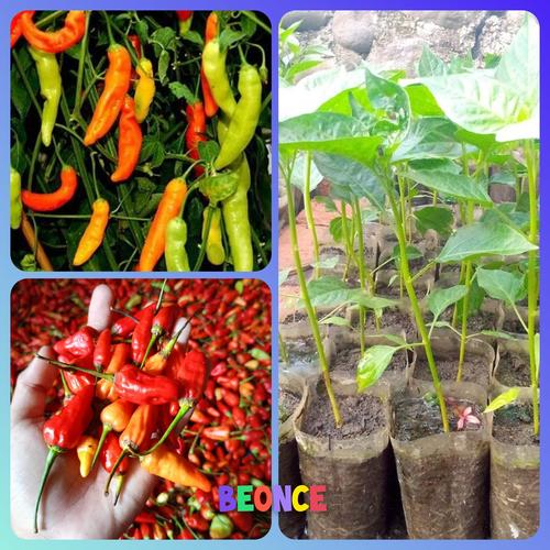 Jual Bibit Tanaman Cabe Rawit Setan Cabai Rawit Jablay Super Pedas ...