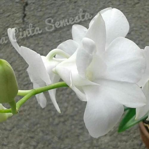 Jual " BIBIT ANGGREK DENDROBIUM PUTIH CLASSIC (FULL WHITE DENDROBIUM ...