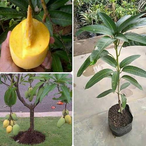 Promo BIBIT MANGGA COKANAN SUPER - Jakarta Barat - Kampung Bibit Tani ...