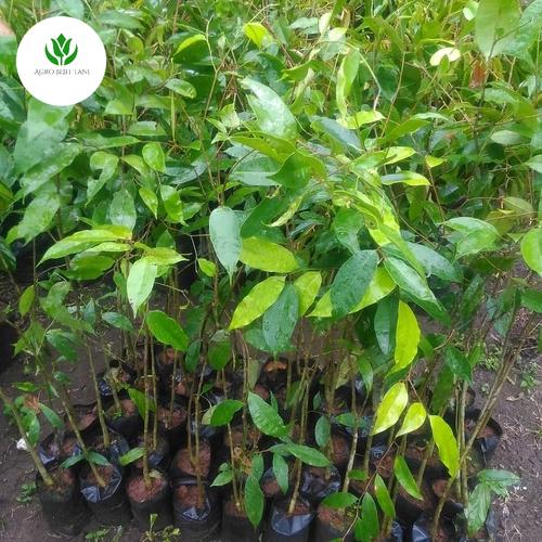 Jual Pohon Kayu Gaharu Aquilaria Malaccensis / Bibit Tanaman Gaharu ...