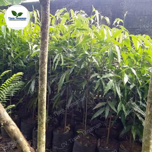 Jual Tanaman Hias Pohon Glodokan Tiang Tanaman Pager Pohon Glodokan 1 ...