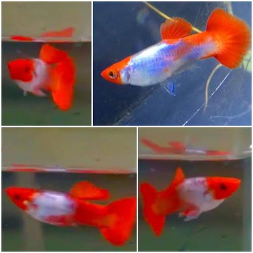 Jual Ikan Hias Guppy Albino Koi Red Ear - Betina - Kota Bandung ...