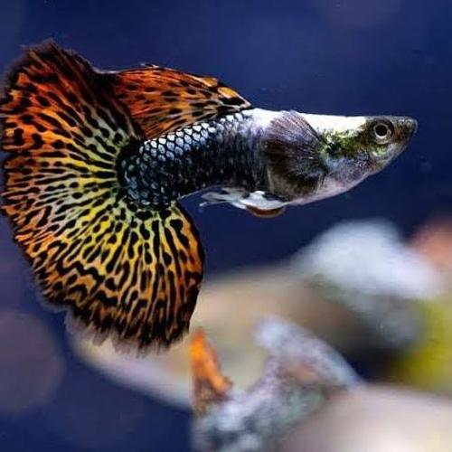 Jual Ikan Hias Guppy Red Dragon Untuk Aquarium - Kota Bandung - Lobest ...