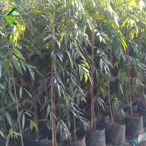 Jual Tanaman Hias Pohon Glodokan Tiang Tanaman Pager Pohon Glodokan 1 ...