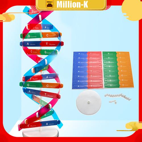 Jual Model DNA Human Genes DNA Models Double Helix Science ...