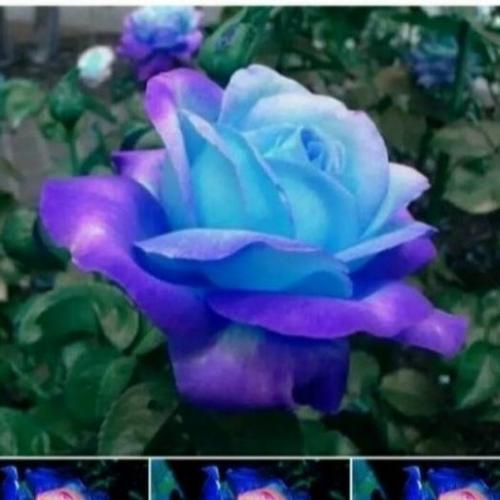 Jual ~ BIBIT MAWAR LANGKA WARNA BIRU PINK LMPOR TANAMAN HIDUP WISATA ...