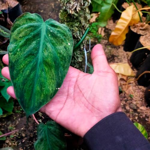 Jual philodendron mican variegata lokal mican var lokal - Kab. Malang ...