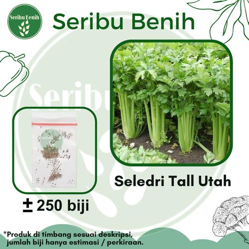 Promo 250 Benih Seledri Batang Besar Tall Utah - Bibit Tanaman Sayuran ...