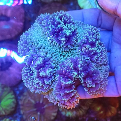 Jual anemon karpet rumah untuk nemo carpett aquarium lautt - Jakarta ...