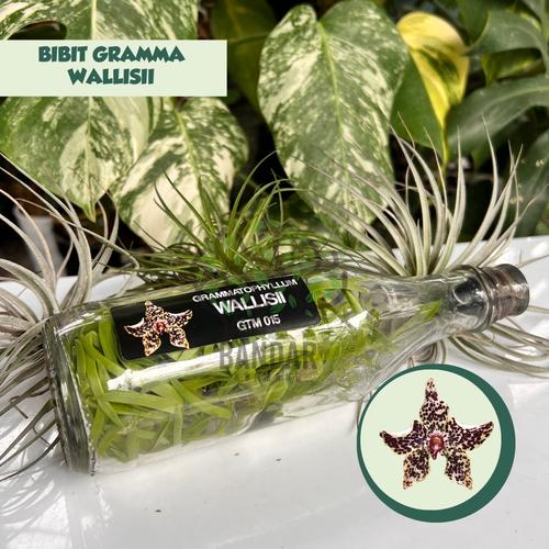 Jual Anggrek Botolan Langka Grammatophyllum WALLISII Corak Warna Unik ...