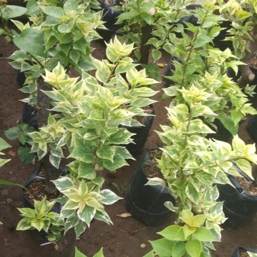 Jual ~ BIBIT TANAMAN HIAS BUNGA BOUGENVIL 5 WARNA BATANG BESAR - Kab ...