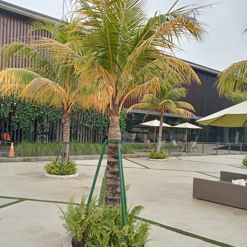 Jual pohon kelapa gading | pohon kelapa | pohon kelapa kuning - Jakarta ...
