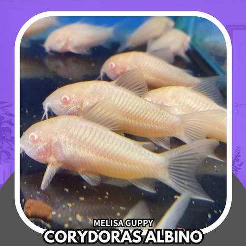 Jual Ikan Corydoras Albino - ikan tikus tankmate guppy - khusus instant ...