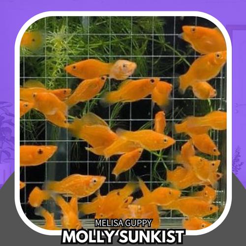 Jual IKAN MOLLY SUNKIST ORANGE CERAH - KHUSUS GOJEK GRAB INSTANT - Kota ...