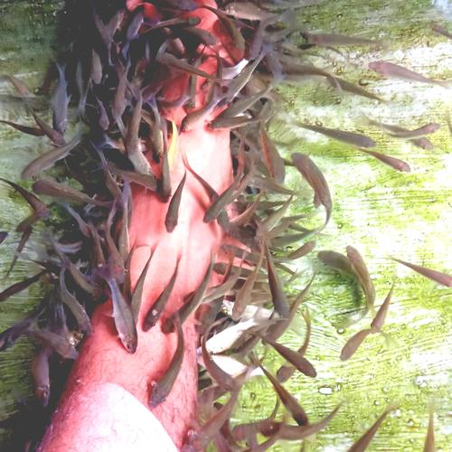 Jual Ikan Nilem Terapi Hitam - Ikan Terapi Nilem Isi 30 Ekor - Bonus ...