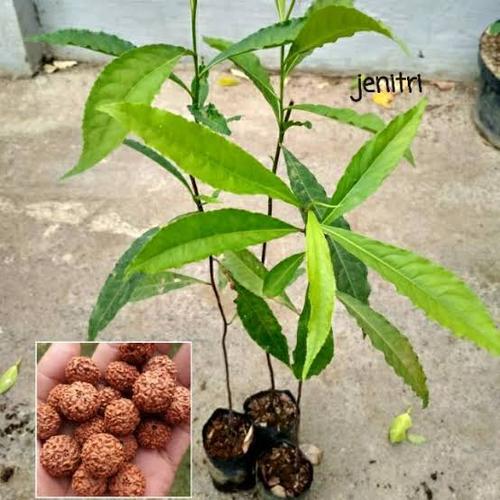 Jual BIBIT POHON GENITRI/ BIBIT POHON JENITRI BUAH DEWA SIWA - Kab ...